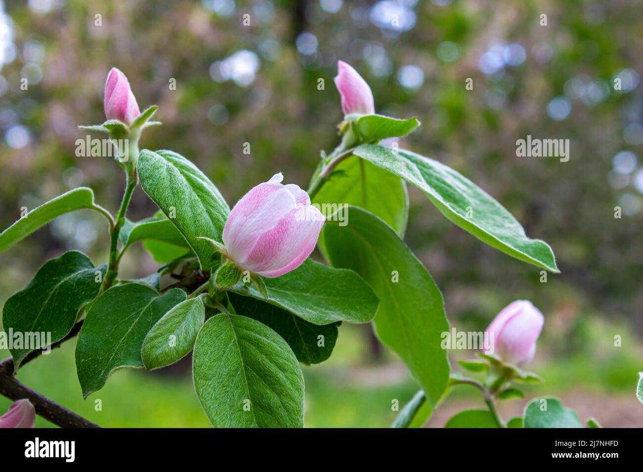 Quince tree branches and flowers. Quince fruit tree in the orchard ...