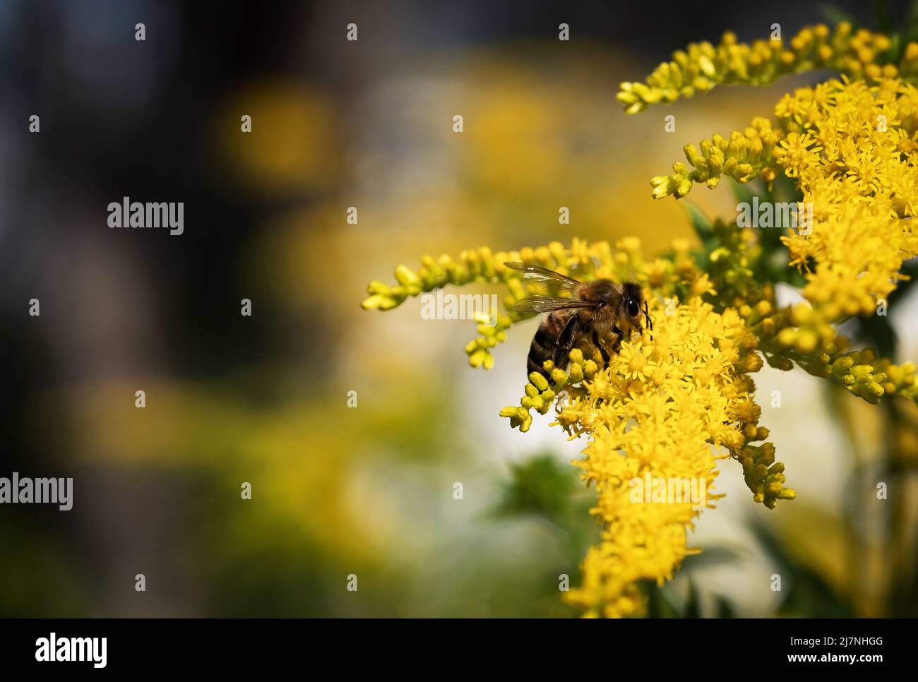nature background detail of a flower of a goldenrod with a bee Stock ...