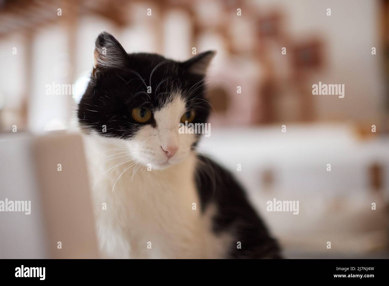 cat lying down on wooden table looking at camera Stock Photo - Alamy