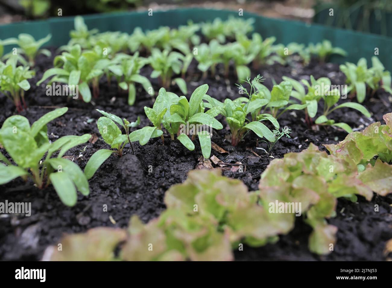 young greenery in the garden. Rows of green spinach, chard, lettuce on ...