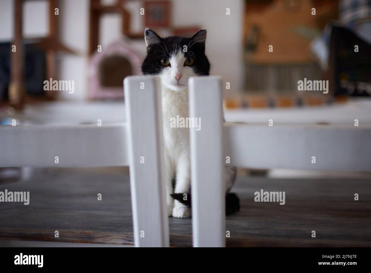 cat lying down on wooden table looking at camera Stock Photo - Alamy