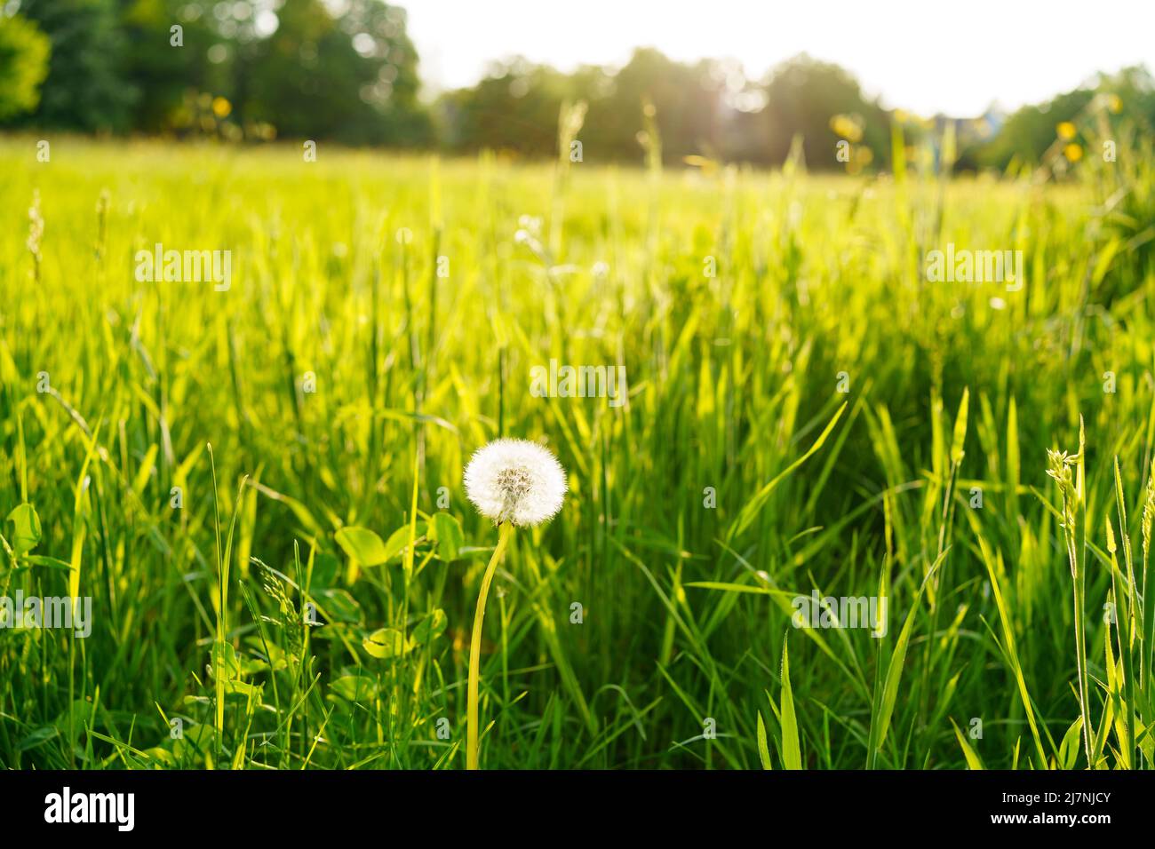Botany scene hi-res stock photography and images - Alamy