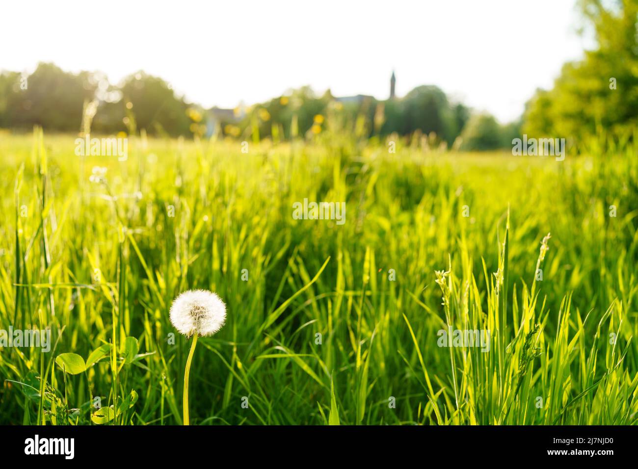 Dandelion lawn vintage color hi-res stock photography and images - Alamy