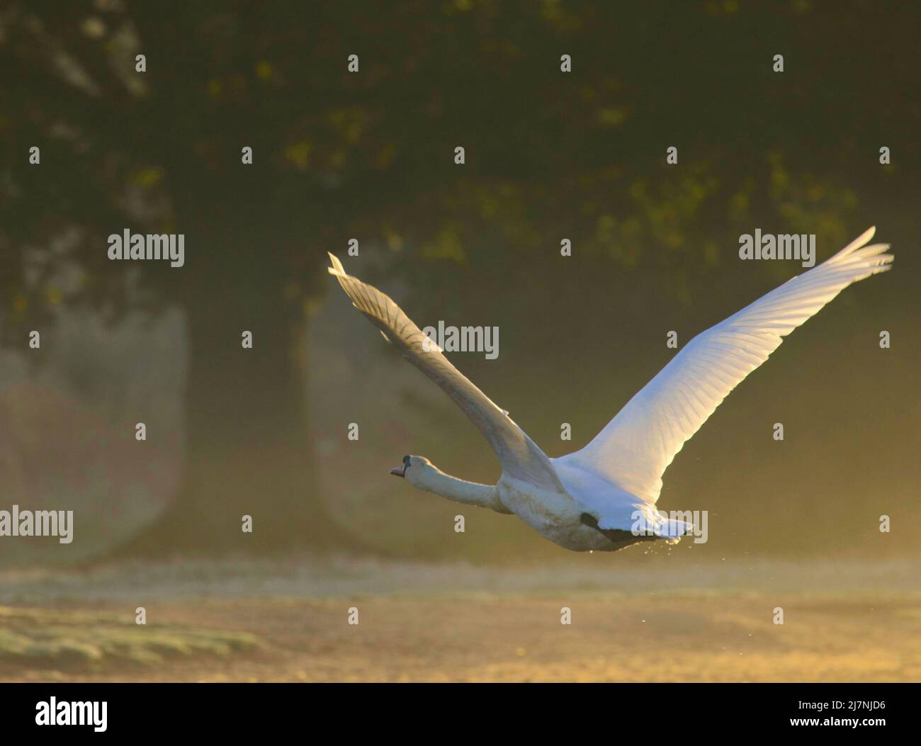 Swan head in flight hi-res stock photography and images - Alamy