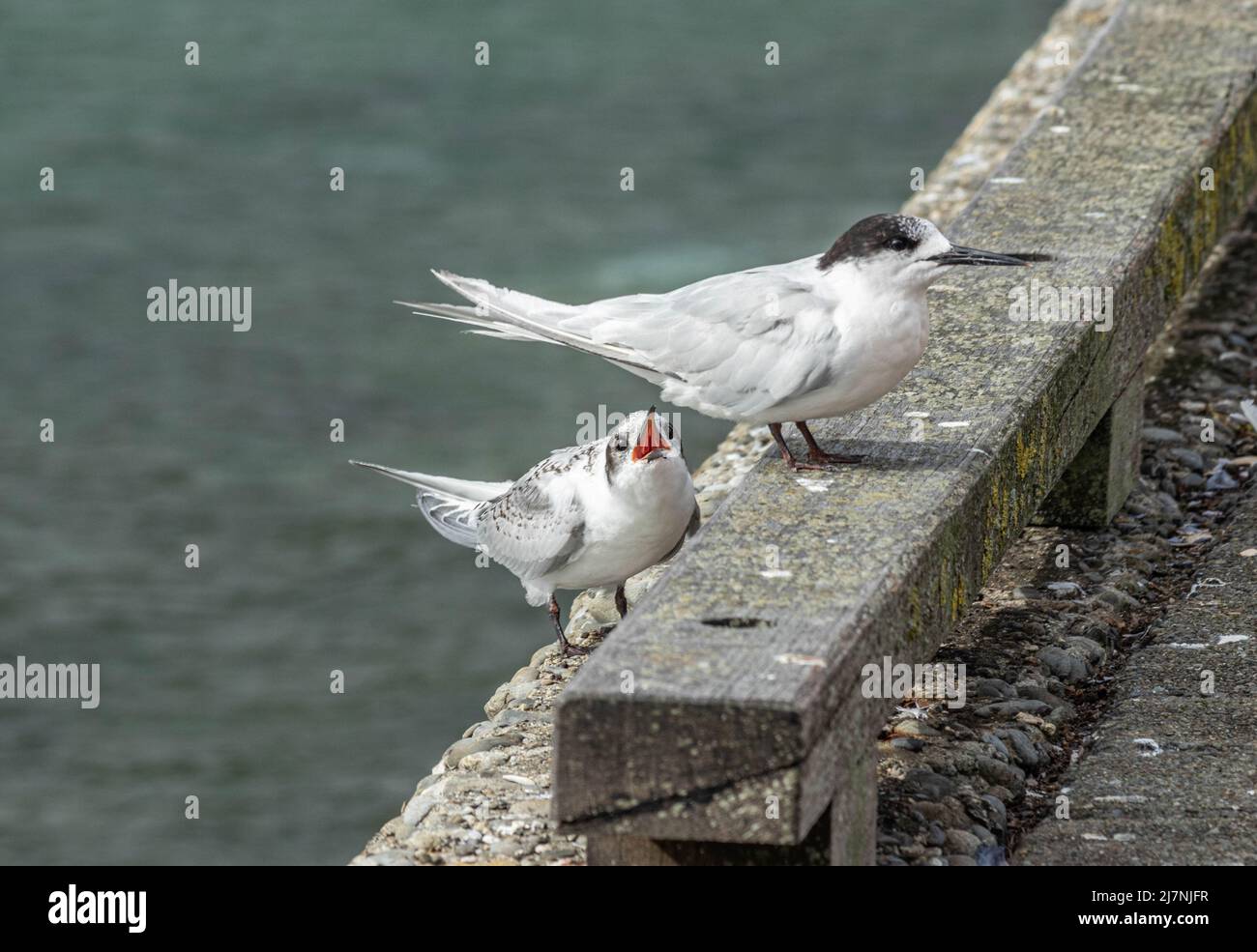 Young bird with open beak hi-res stock photography and images - Alamy