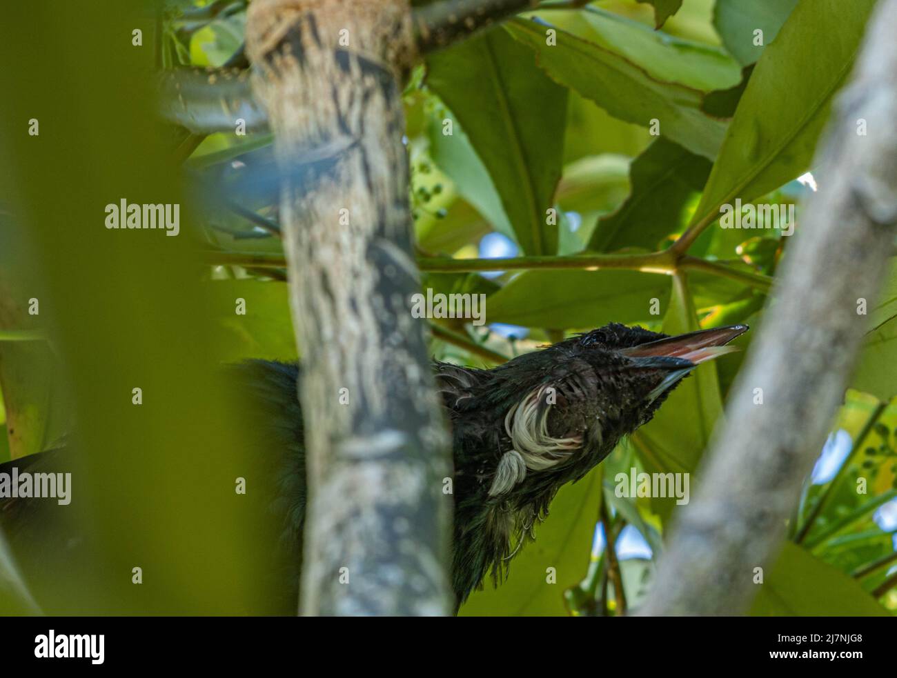 Tui singing, seen from below Stock Photo - Alamy
