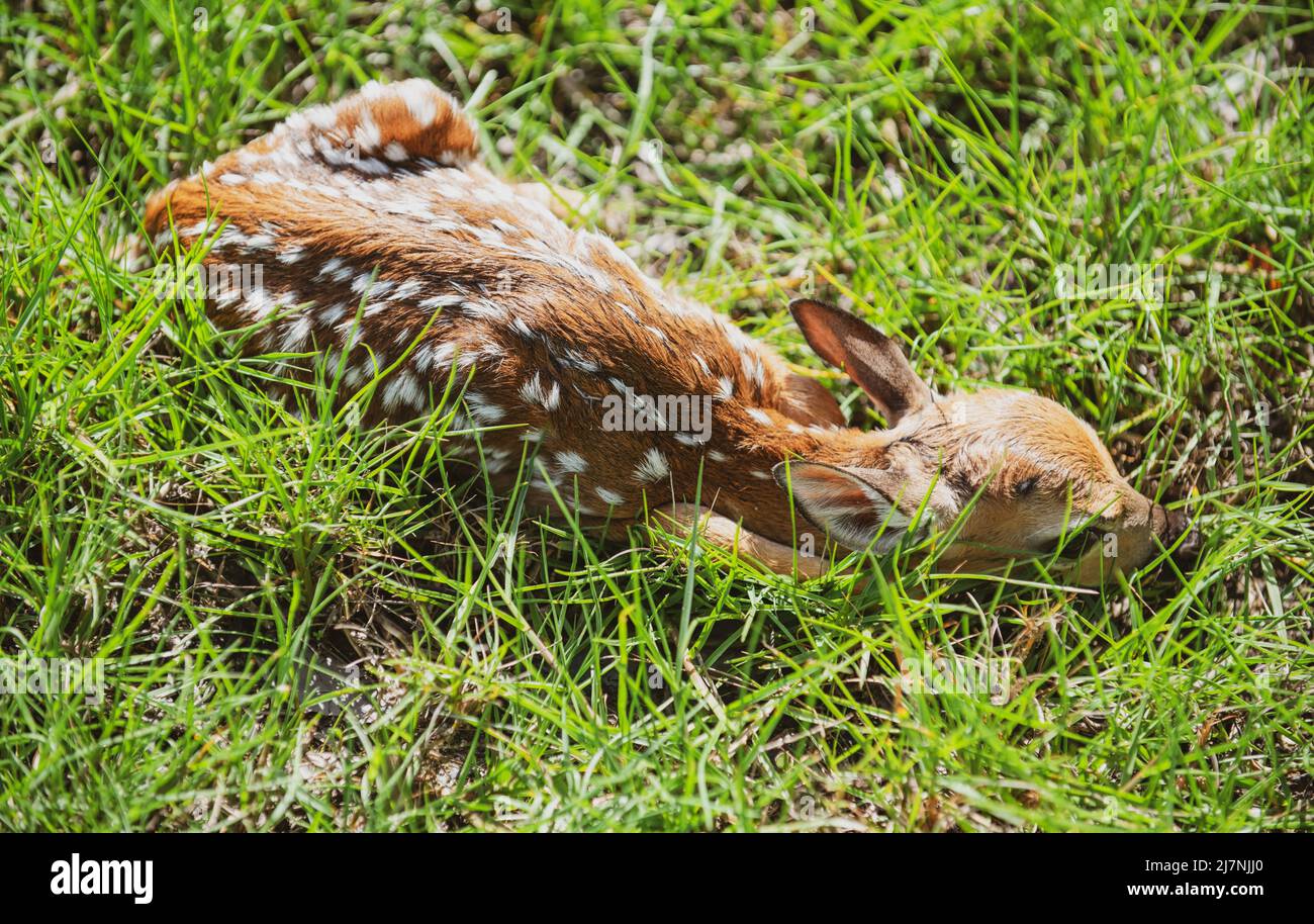Nature Deer. Bambi Fawn. White-tailed young roe deer, capreolus Stock ...