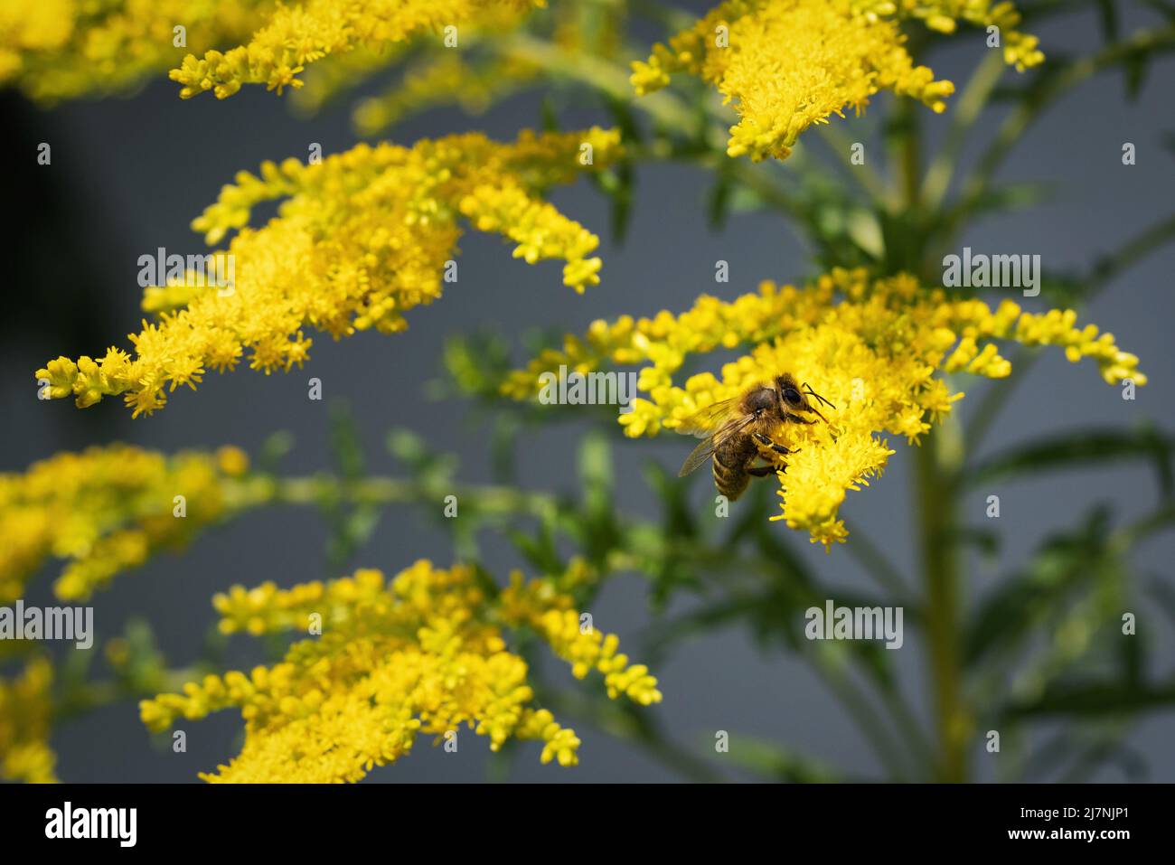 nature background flower of goldenrod with drinking bee Stock Photo - Alamy