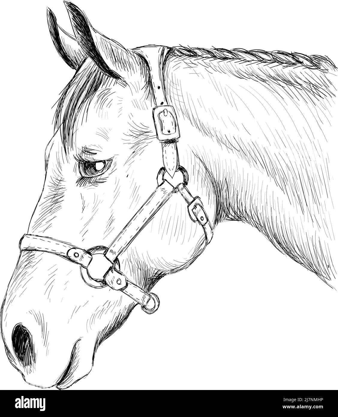 Horses head painting Stock Vector Images - Alamy