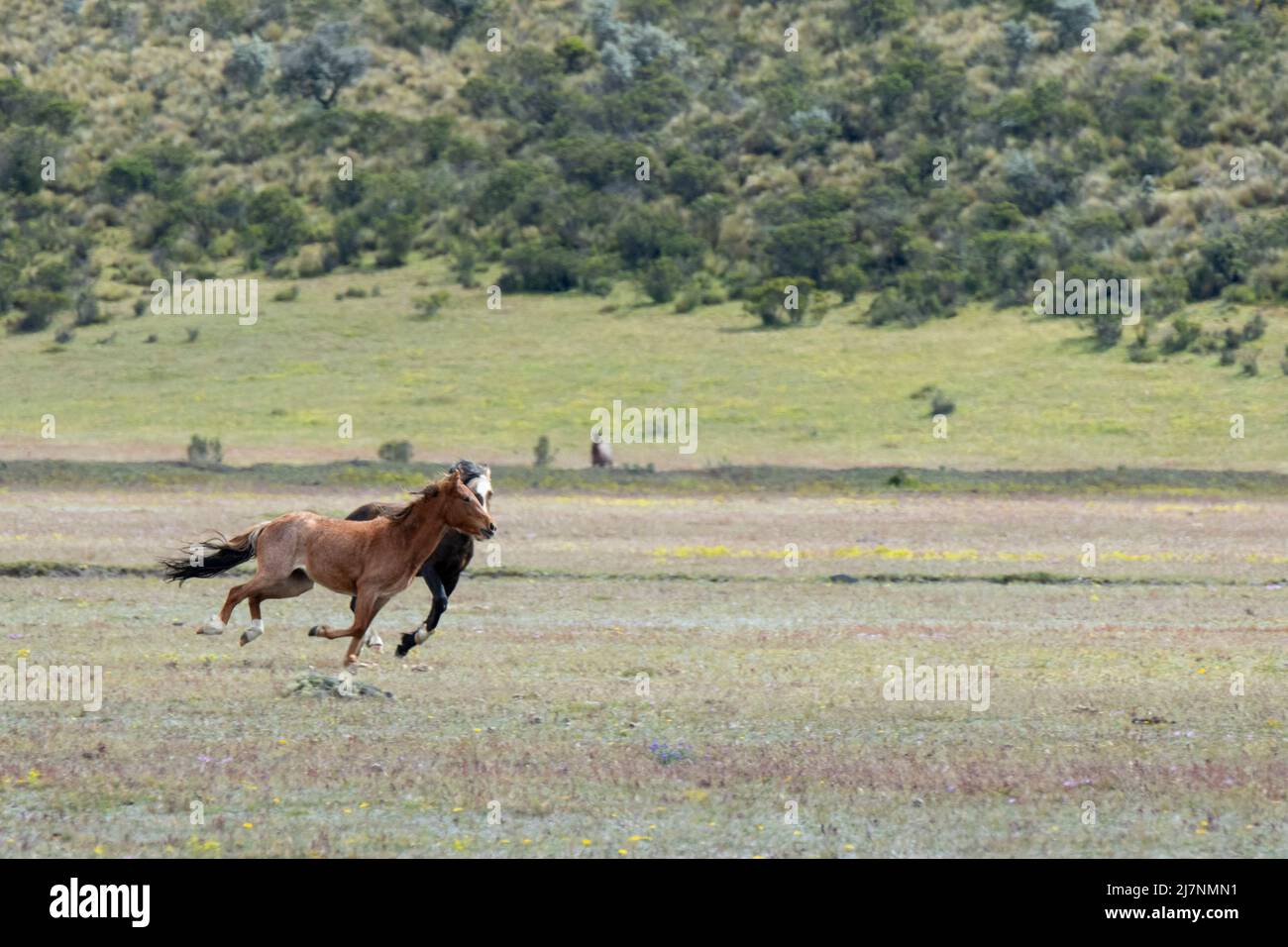 Ecuador, Andes Mountains, Cotopaxi National Park. Herd of wild horses ...
