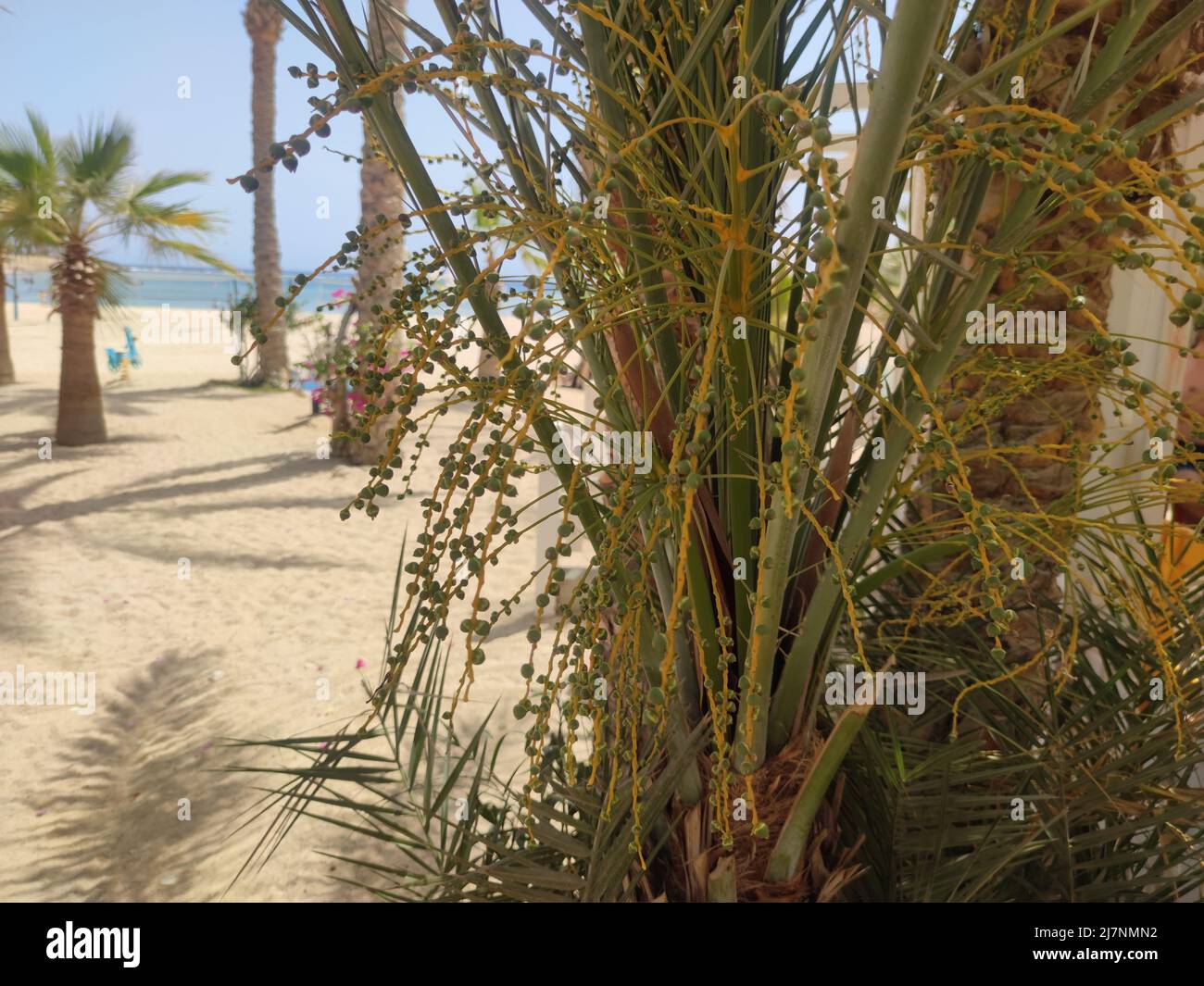 Sandy beach with palm trees and sea backdrop. Palm blooming. Vacation ...