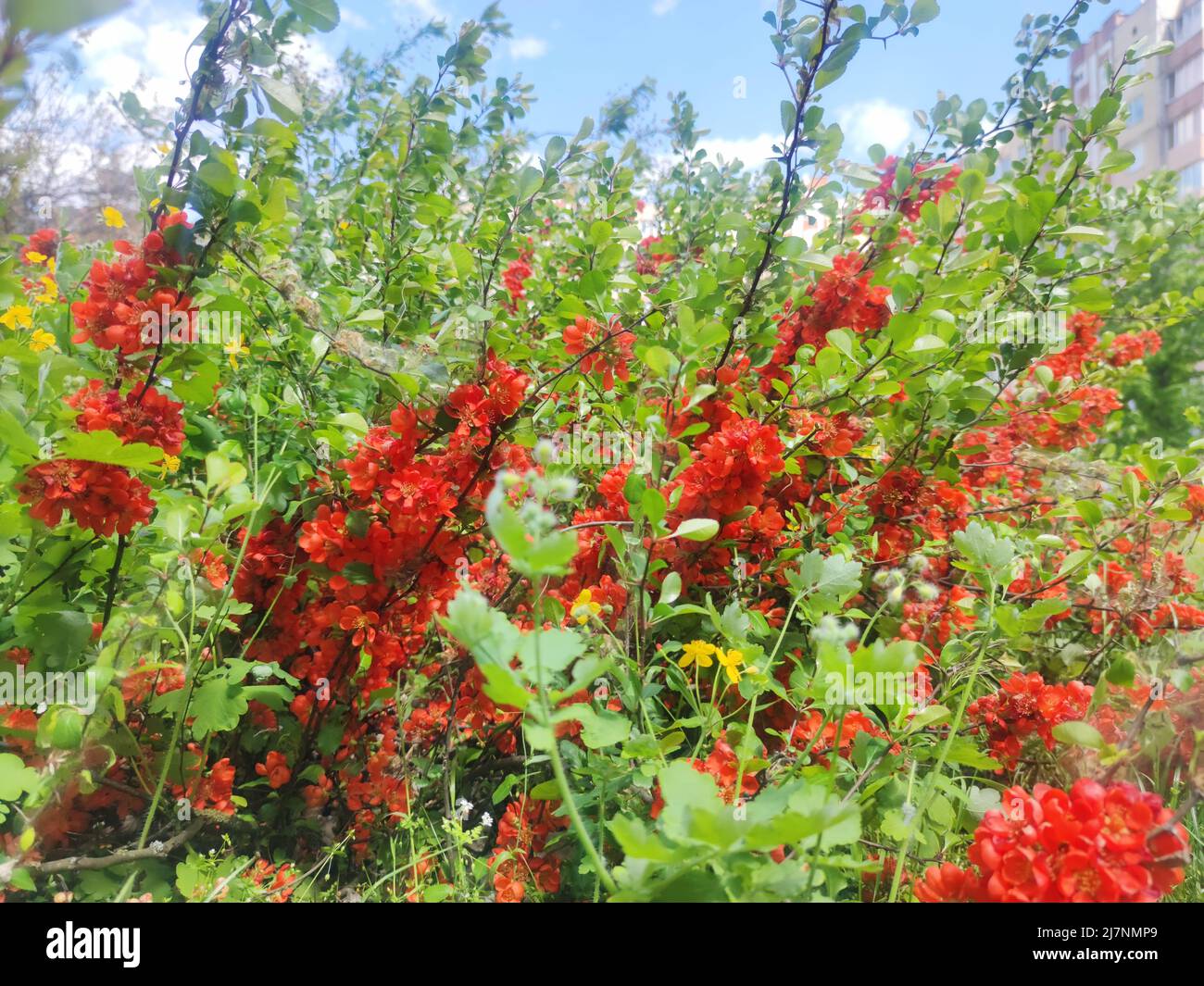 Gardening backdrop hi-res stock photography and images - Alamy