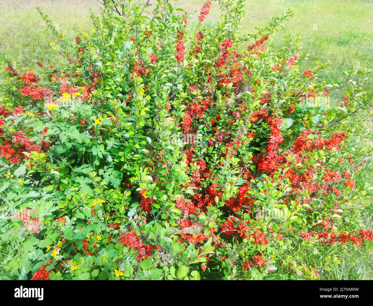 Beautiful background of red flowers. Bush with scarlet blossom on blue ...