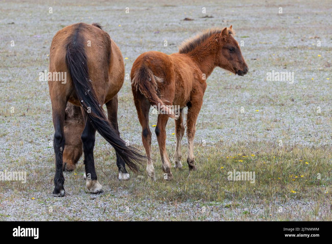 Ecuador, Andes Mountains, Cotopaxi National Park. Wild horses Stock ...