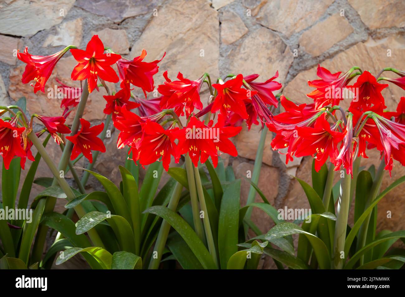 Beautiful red lily flower plant. Red lilies in front of the stone wall ...