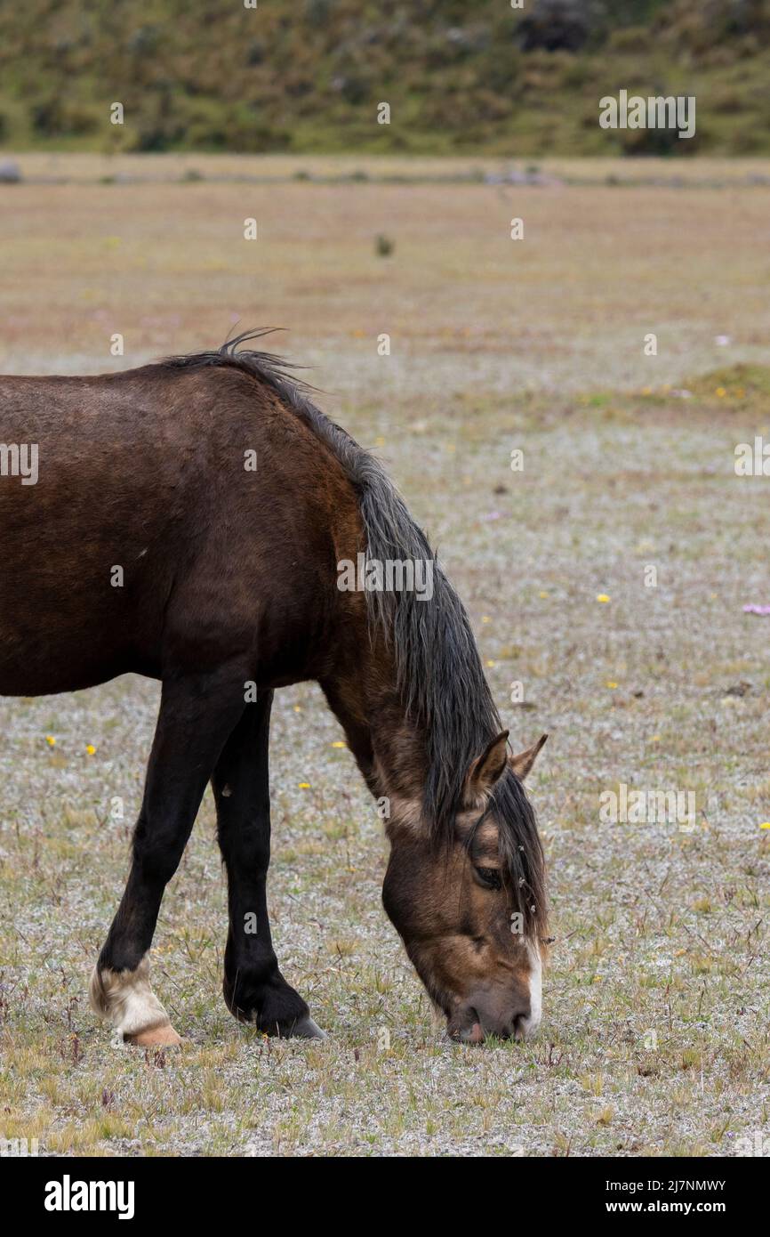 Ecuador, Andes Mountains, Cotopaxi National Park. Wild horses, stallion ...
