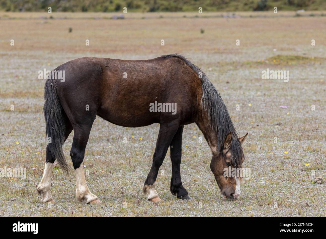 Ecuador, Andes Mountains, Cotopaxi National Park. Wild horses, stallion ...