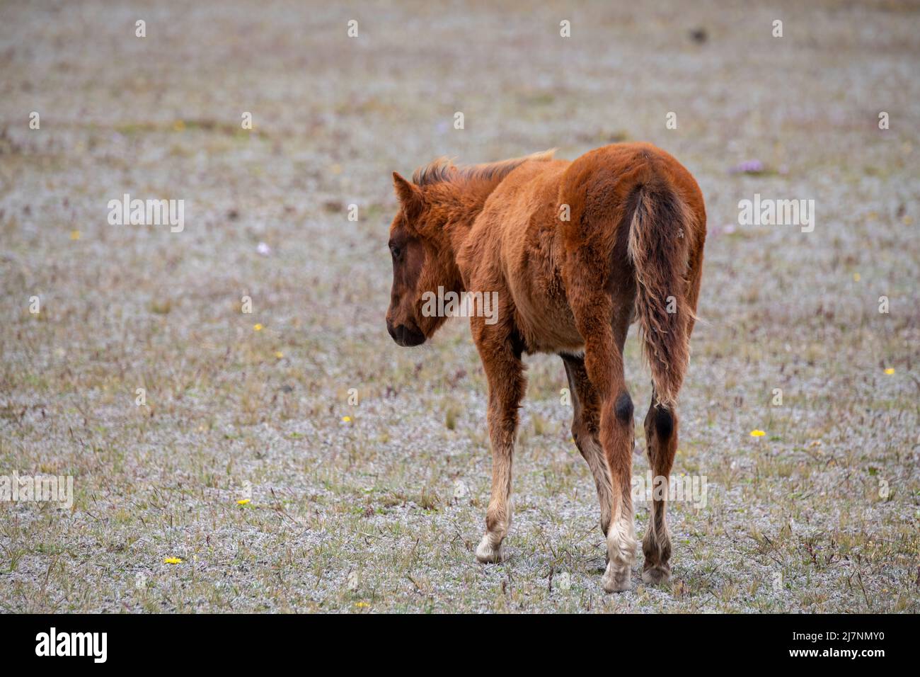 Ecuador, Andes Mountains, Cotopaxi National Park. Wild horses Stock ...