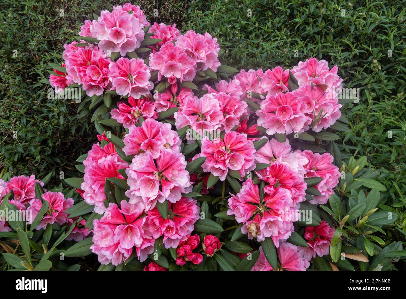 Rhododendrons in bloom in a garden in spring Stock Photo - Alamy