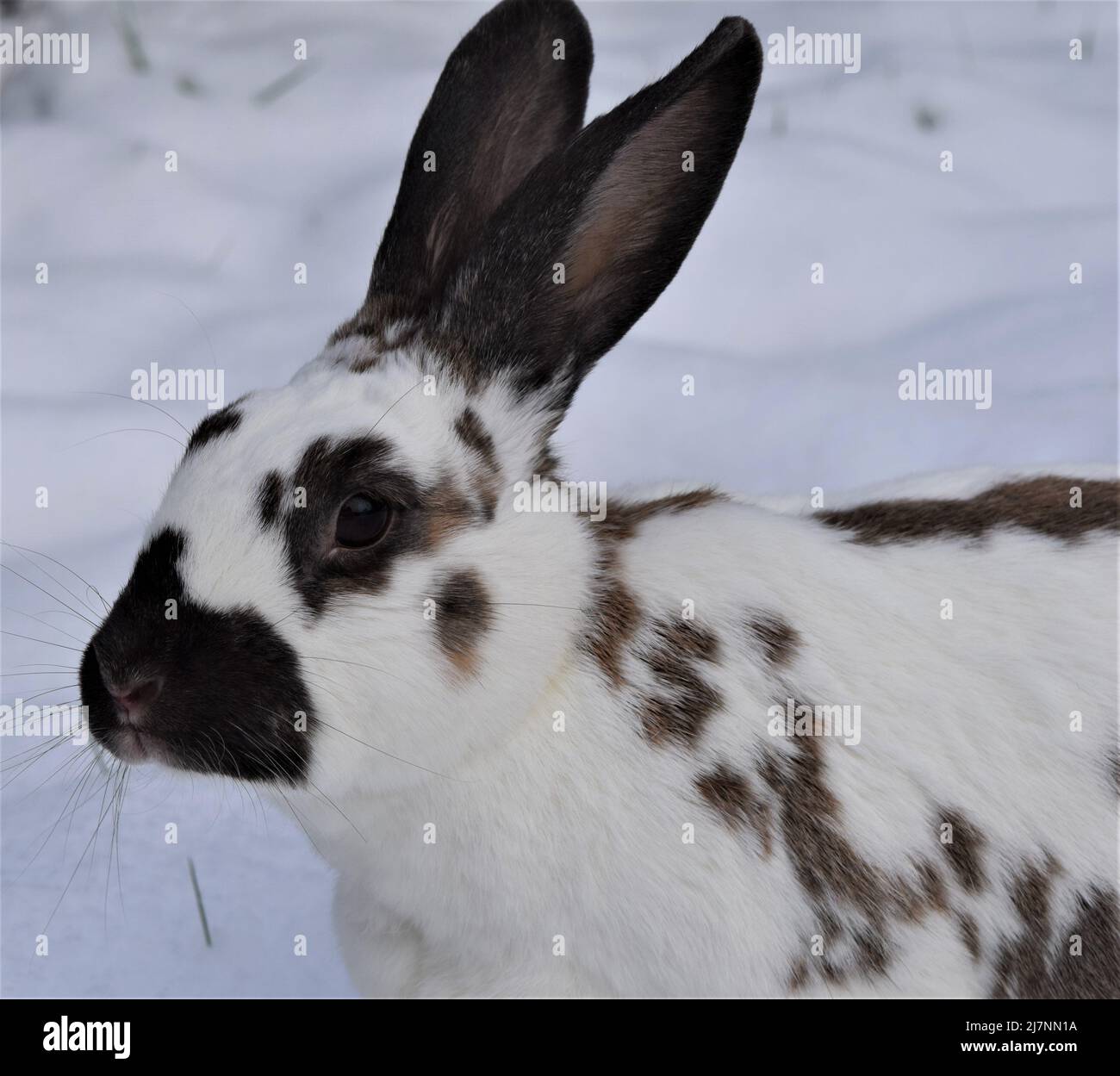 English Spot Rabbit Chocolate