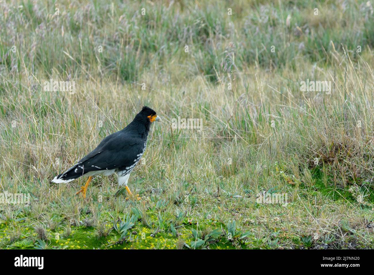 Ecuador, Andes Mountains, Napo Province, Antisana Ecological Reserve ...