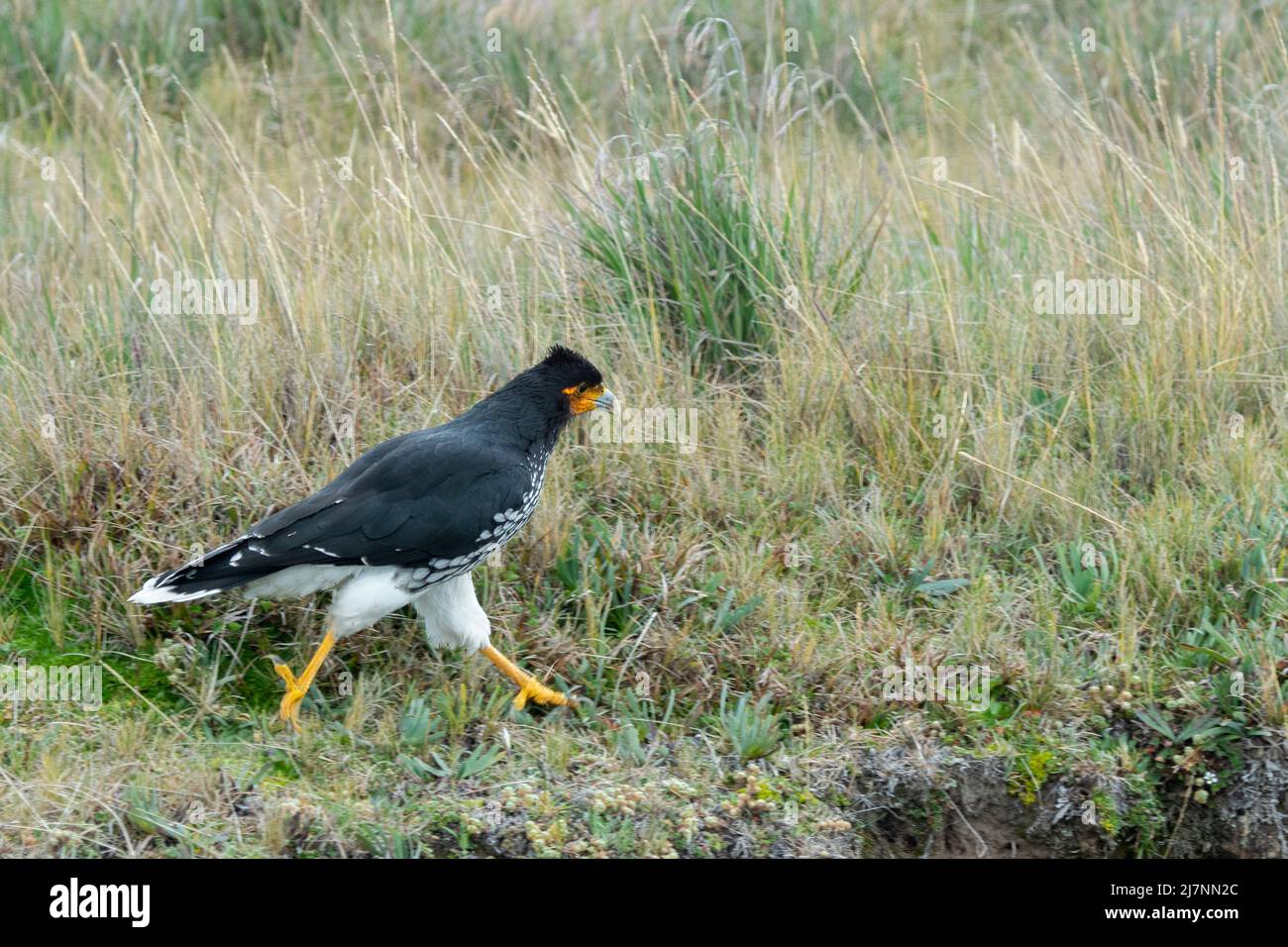 Ecuador, Andes Mountains, Napo Province, Antisana Ecological Reserve ...