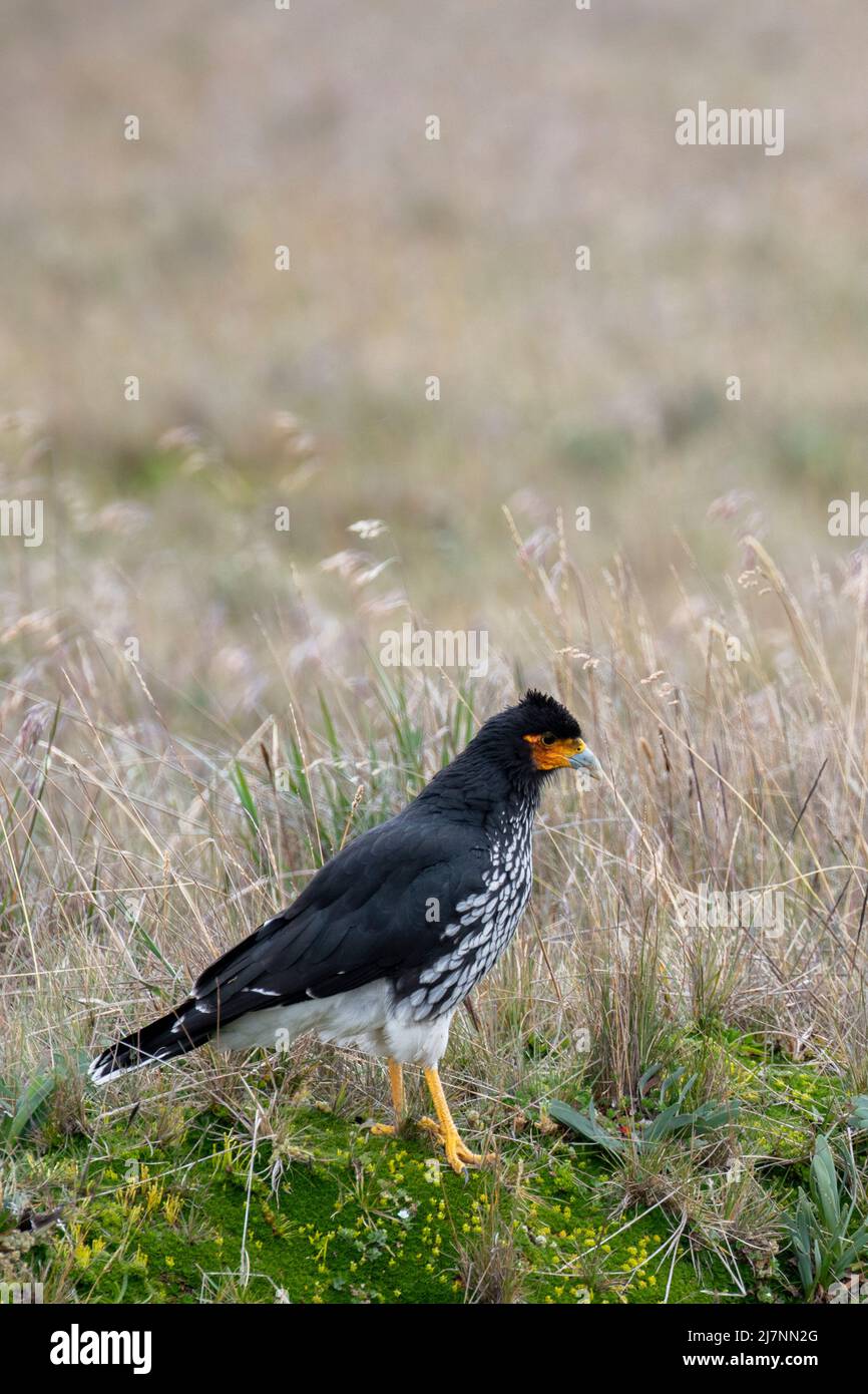 Ecuador, Andes Mountains, Napo Province, Antisana Ecological Reserve ...