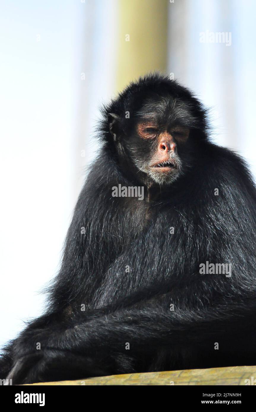 Spider monkey close up, very common in the Amazon forest Stock Photo ...