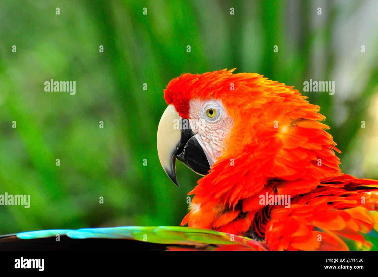 Scarlet Macaw bird Stock Photo - Alamy