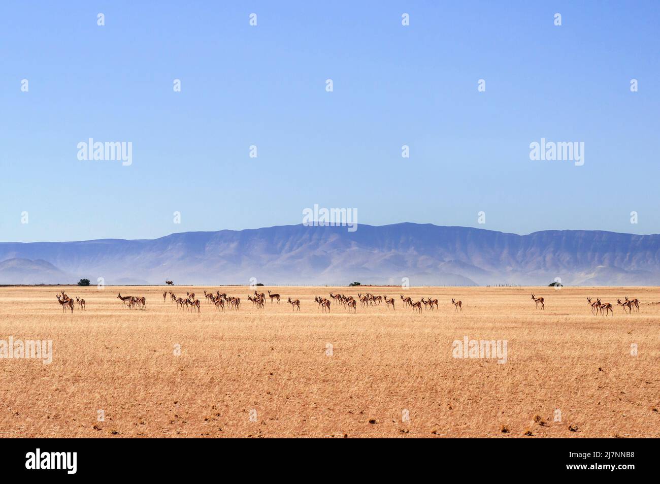 Landscape with a herd of springbok in the Namib Desert, Namibia, Africa ...