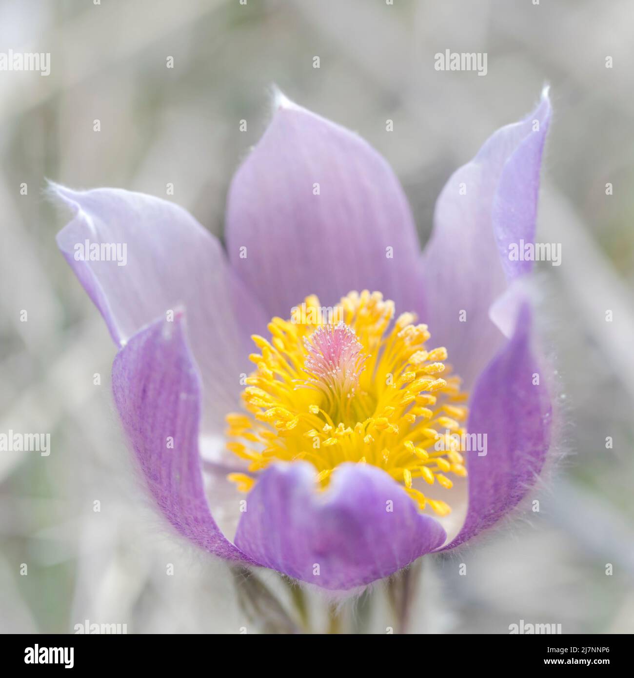 Prairie crocus hi-res stock photography and images - Alamy