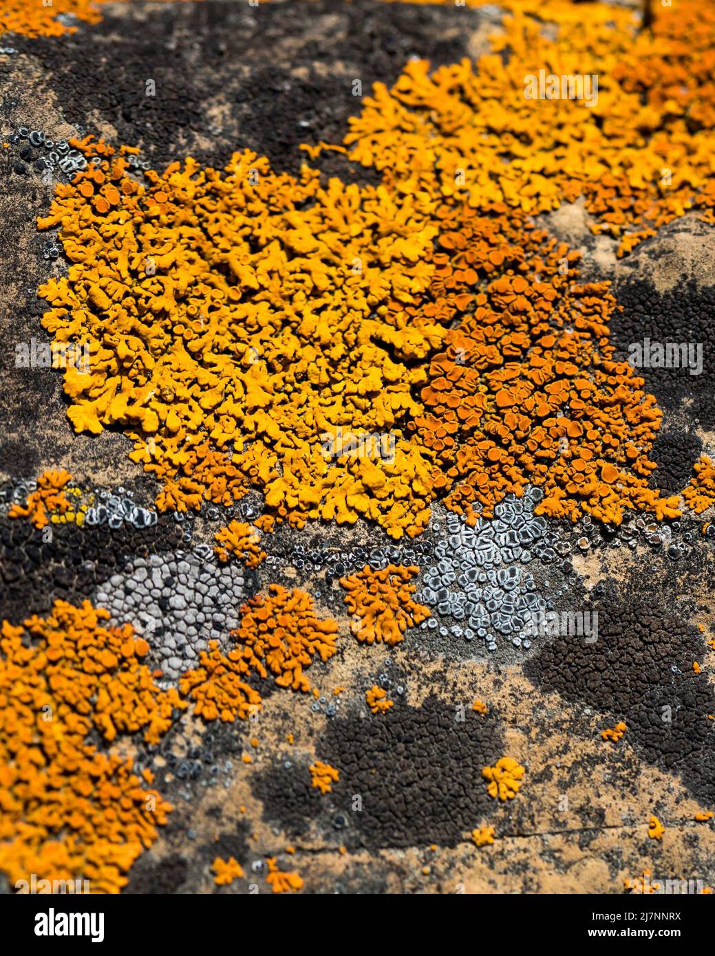 Ascomycota hi-res stock photography and images - Alamy