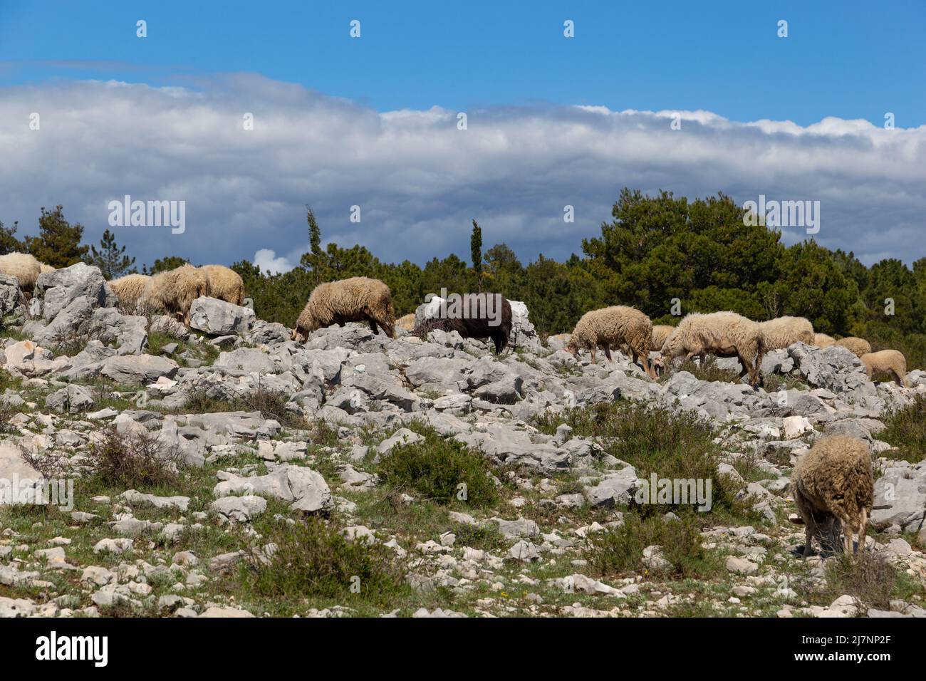 Sheep farming medieval hi-res stock photography and images - Alamy