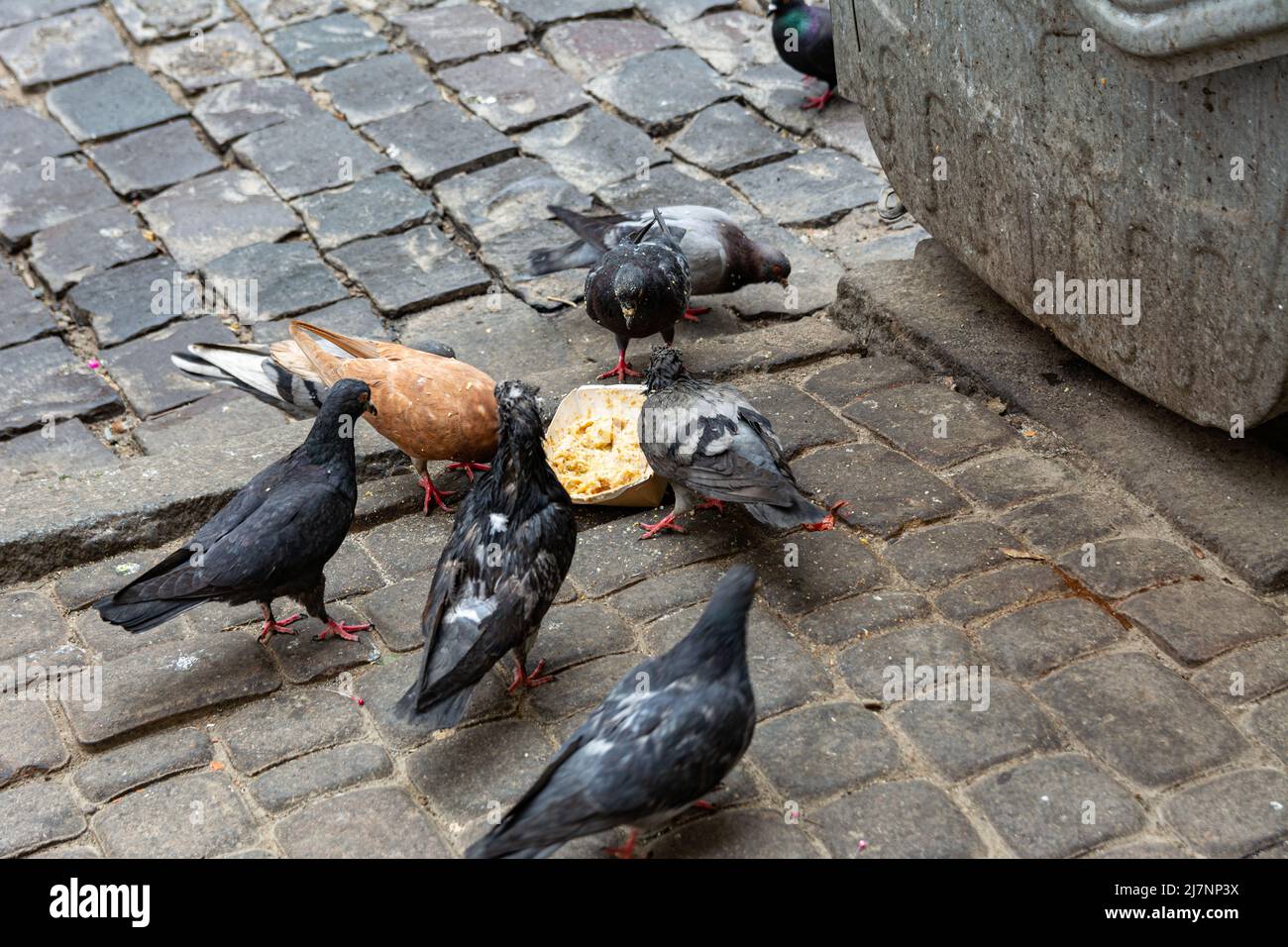 City pigeons eat near a trash can. Dirty birds have flocked to the ...