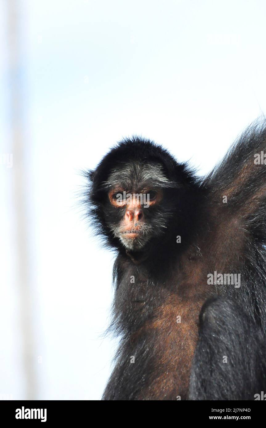 Spider monkey close up, very common in the Amazon forest Stock Photo ...