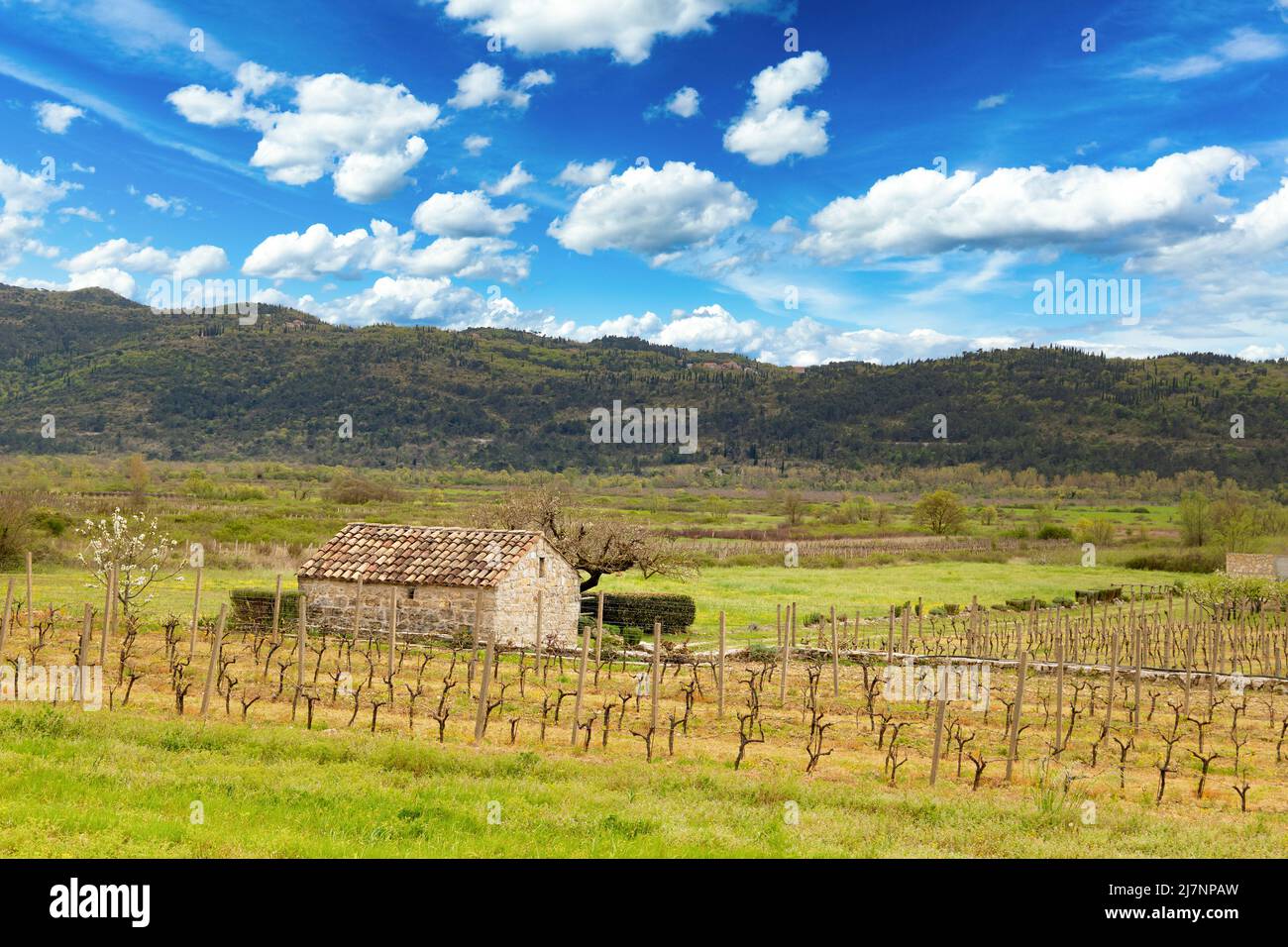 Old stone farm barn in spring vineyard Stock Photo - Alamy