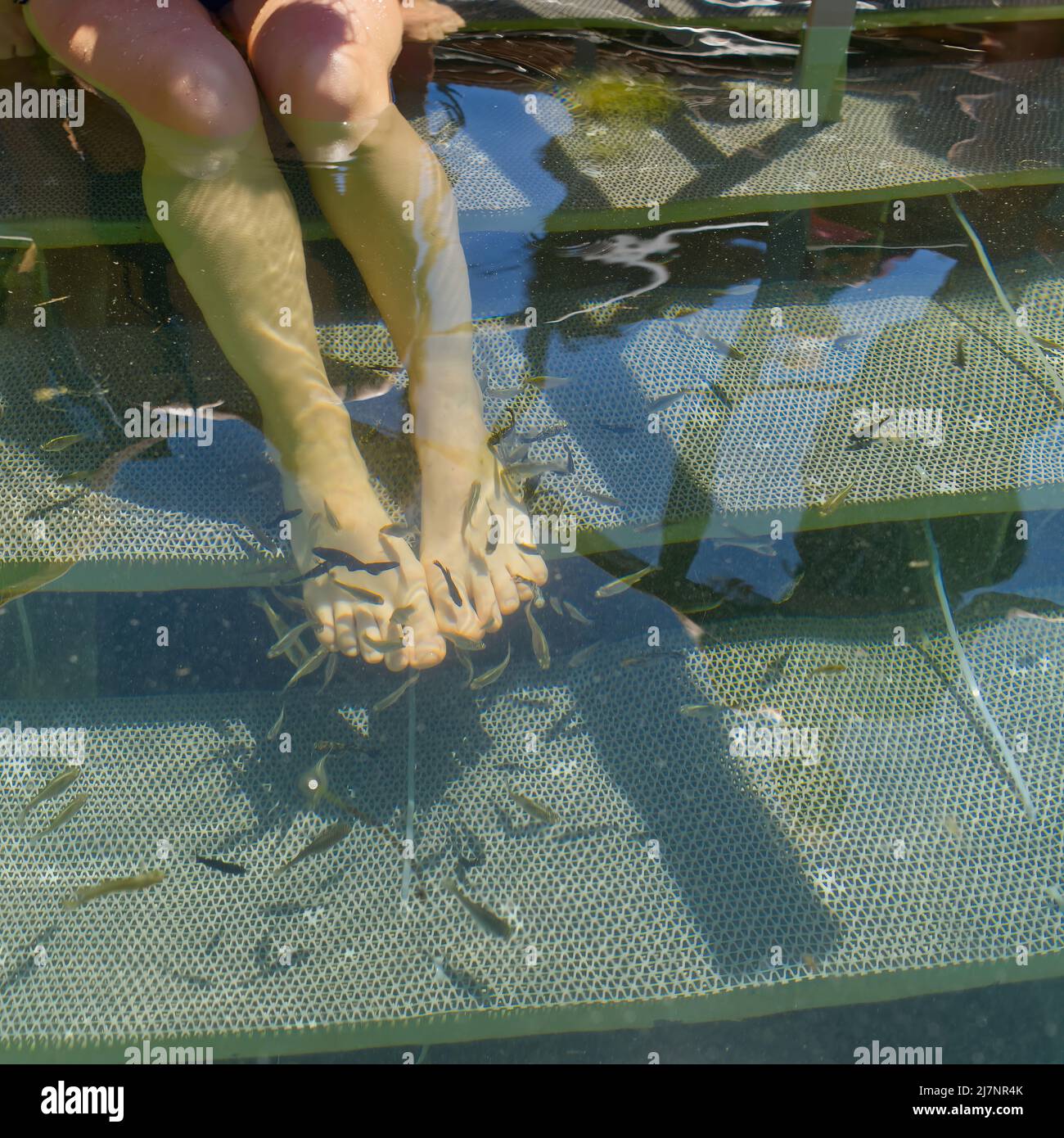 Peeling feet fish. Cosmetic foot care with the help of fishes doing ...