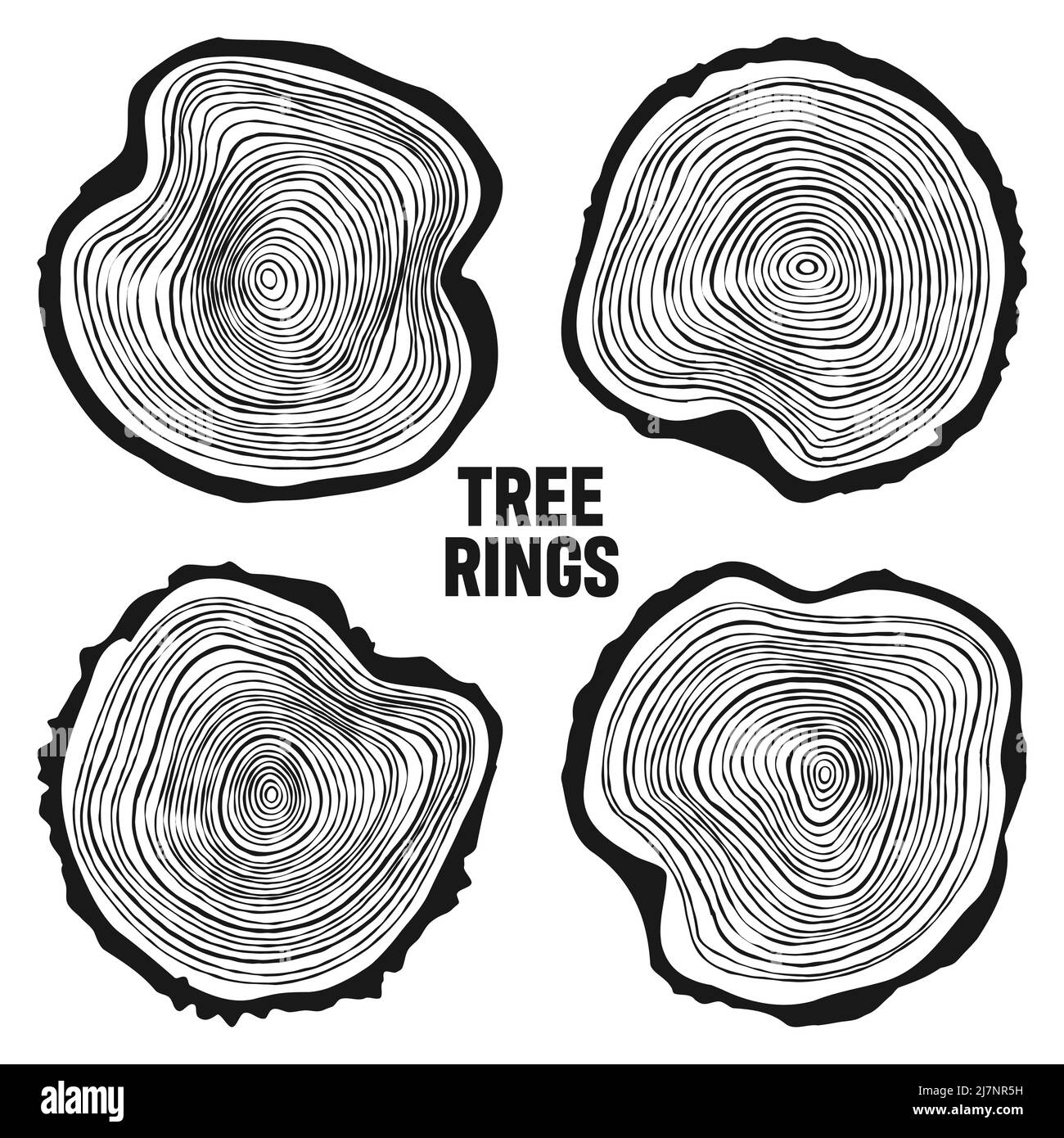 Round tree trunk cuts, sawn pine or oak slices, lumber. Saw cut timber ...