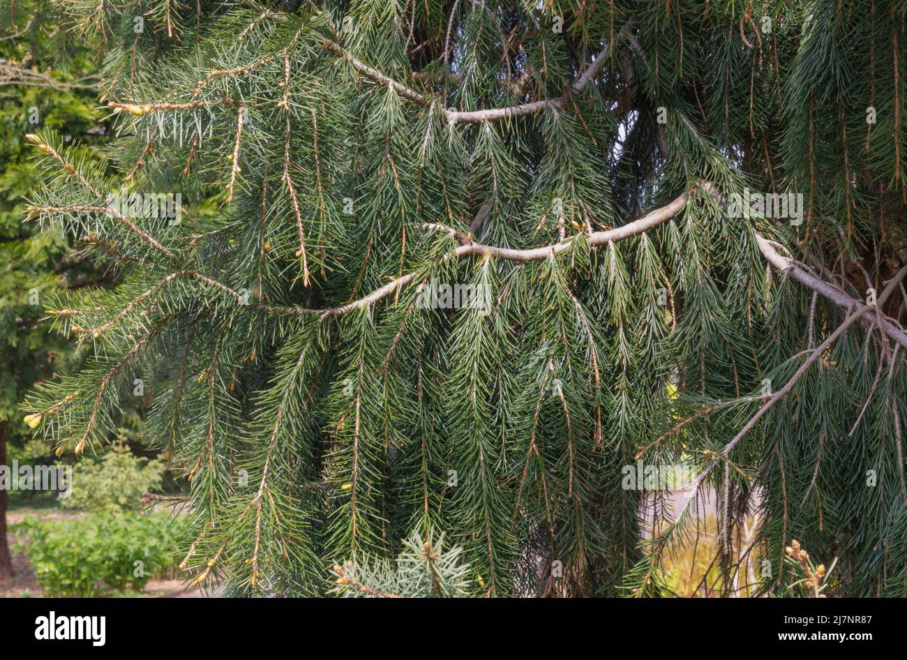 Picea breweriania hi-res stock photography and images - Alamy