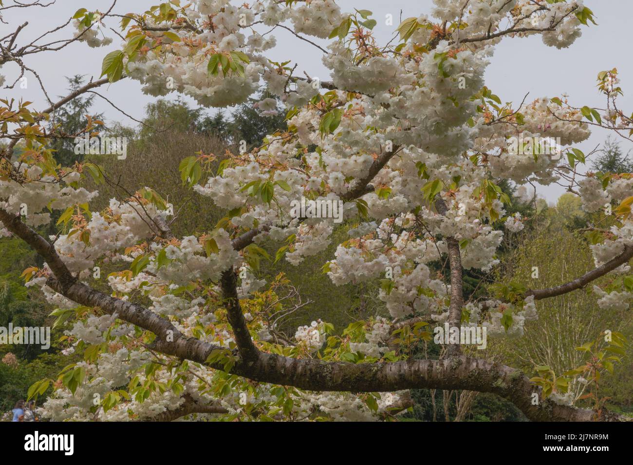 Blossom on the branch of the blushing bride ornamental cherry tree ...