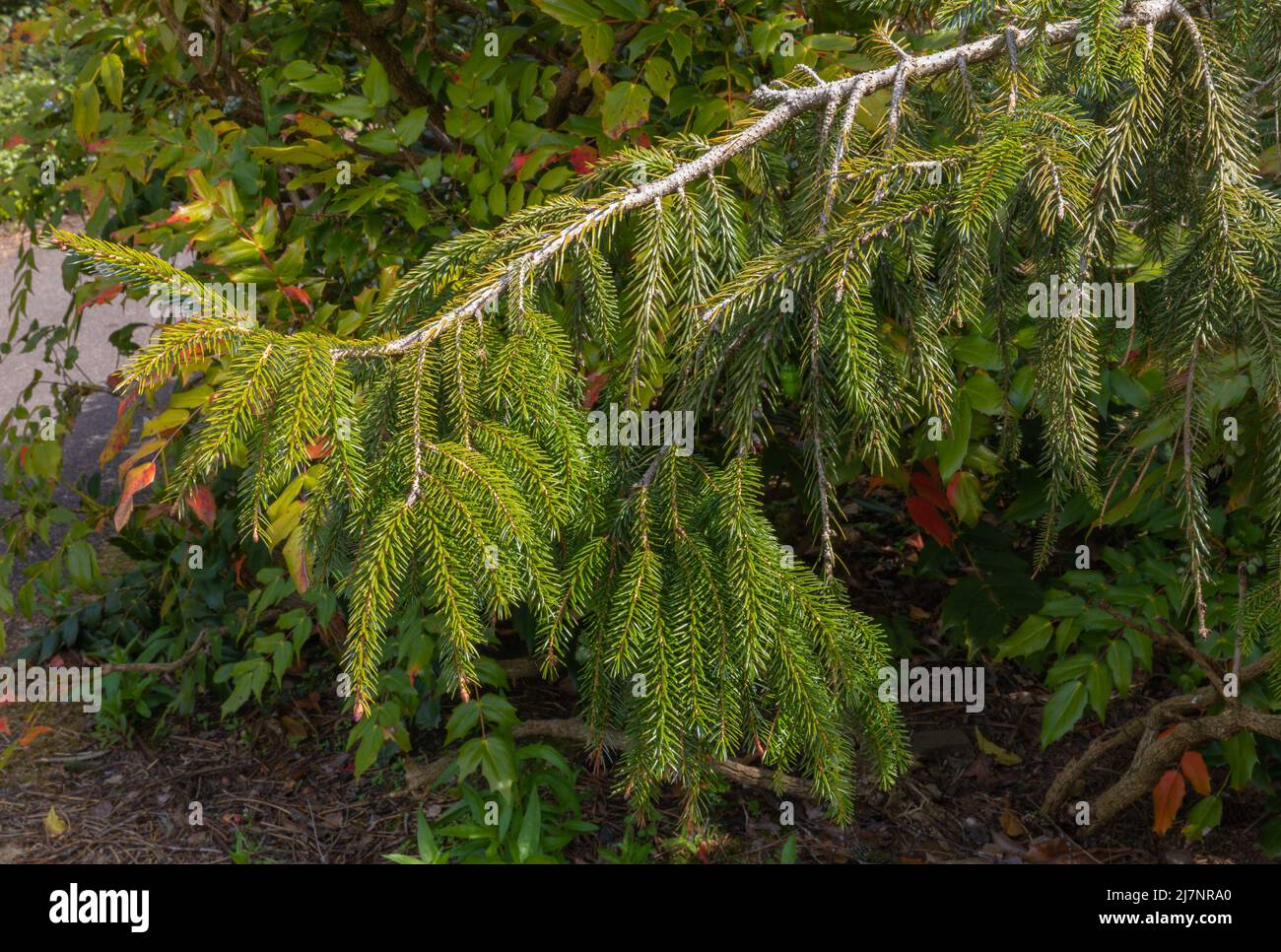 Pine needles on the branch of the sargent spruce a member of the ...