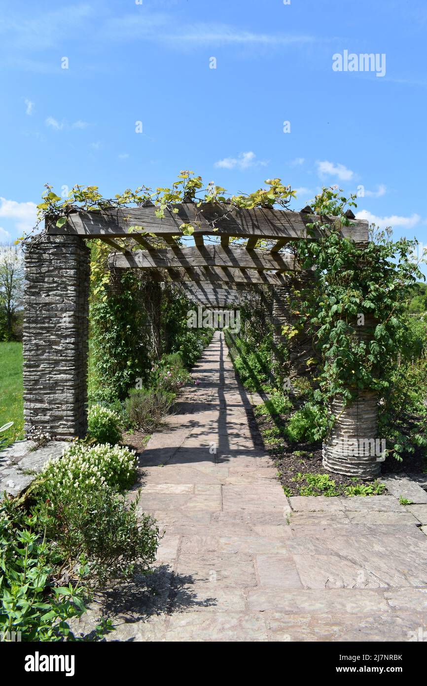 Garden arches with vines Stock Photo - Alamy
