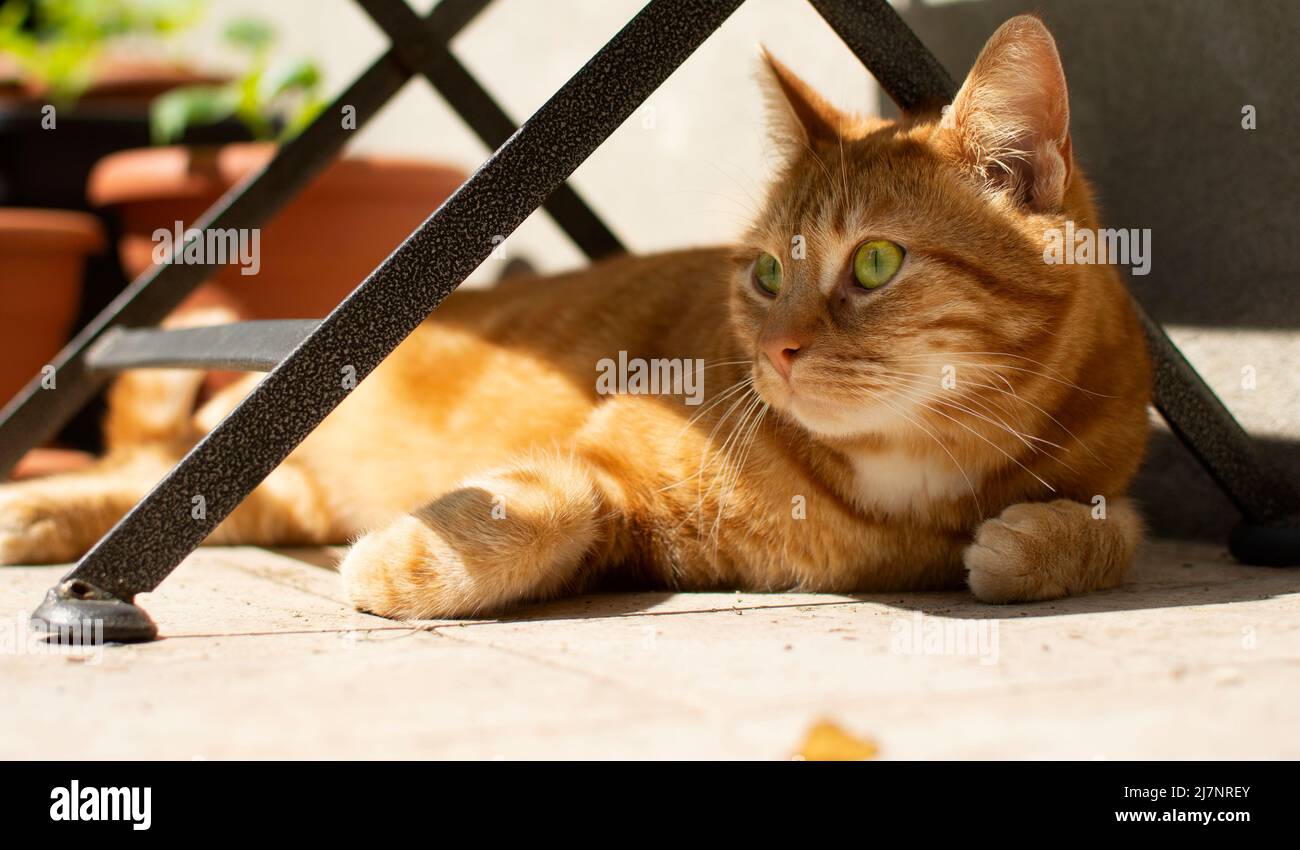 Kitten under table hi-res stock photography and images - Alamy