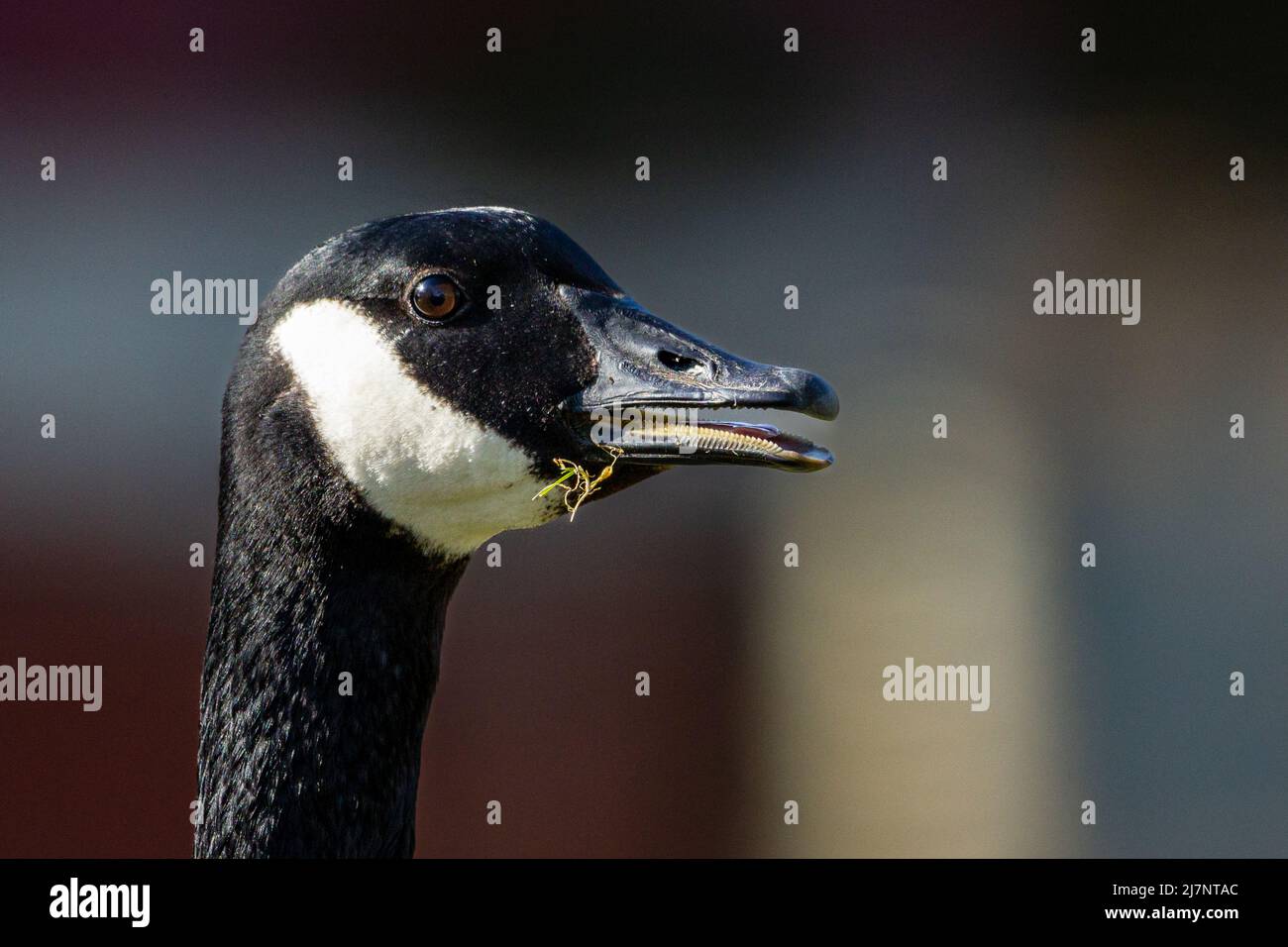 Goose mouth open hi-res stock photography and images - Alamy