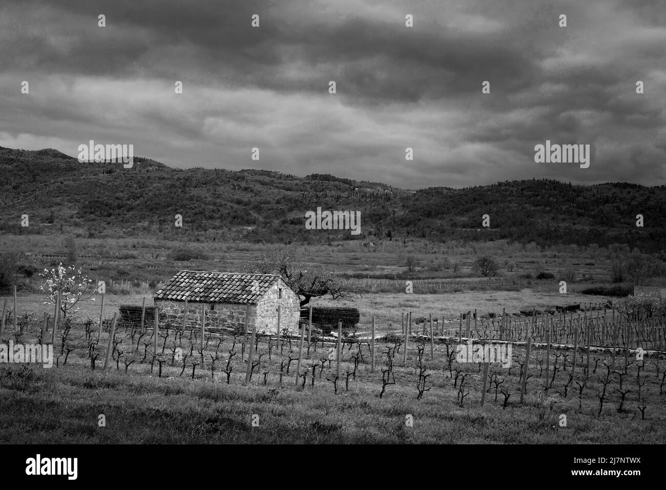 Old stone farm barn in spring vineyard. Europe Stock Photo - Alamy