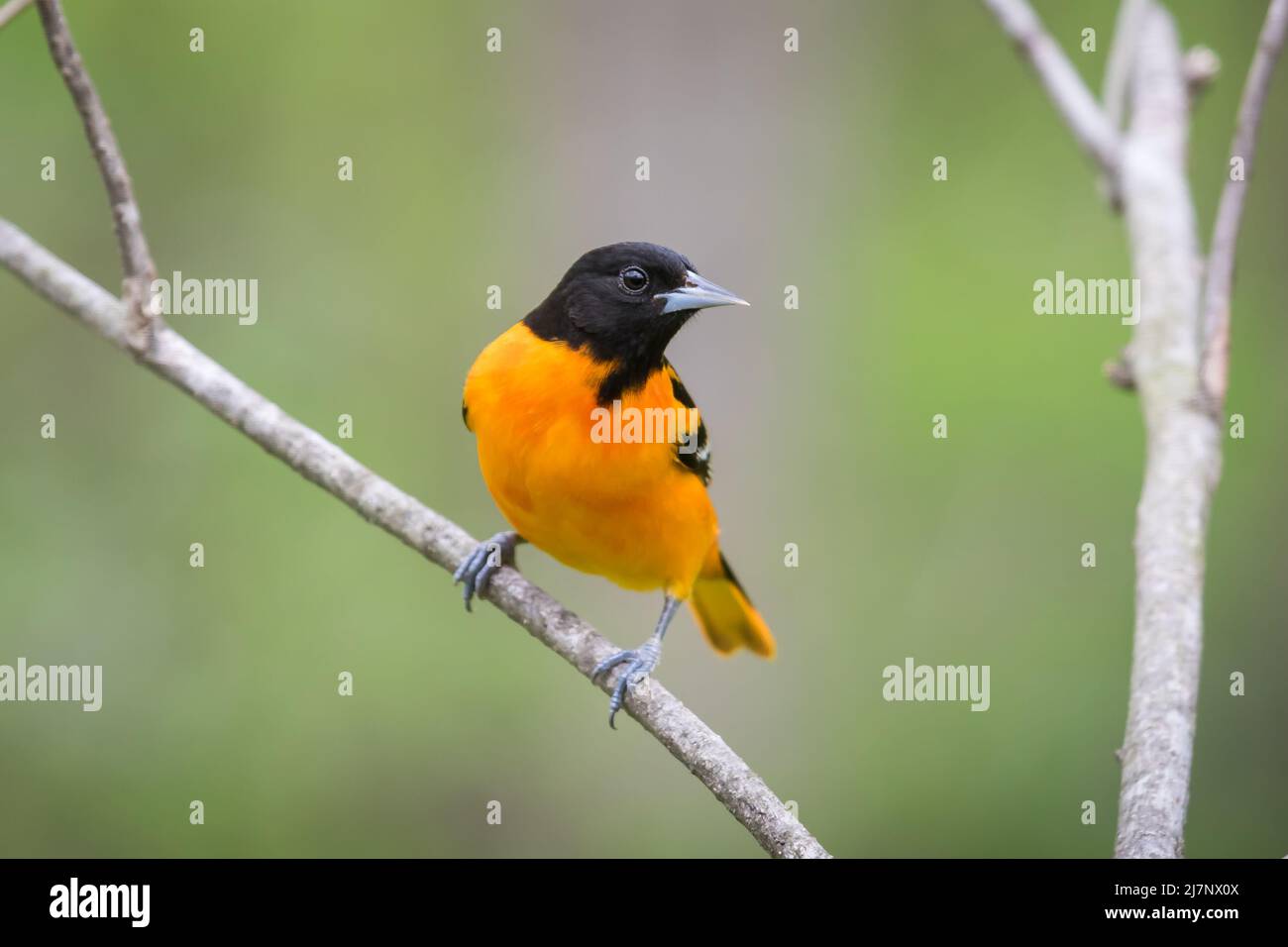 Avian vocalist hi-res stock photography and images - Alamy