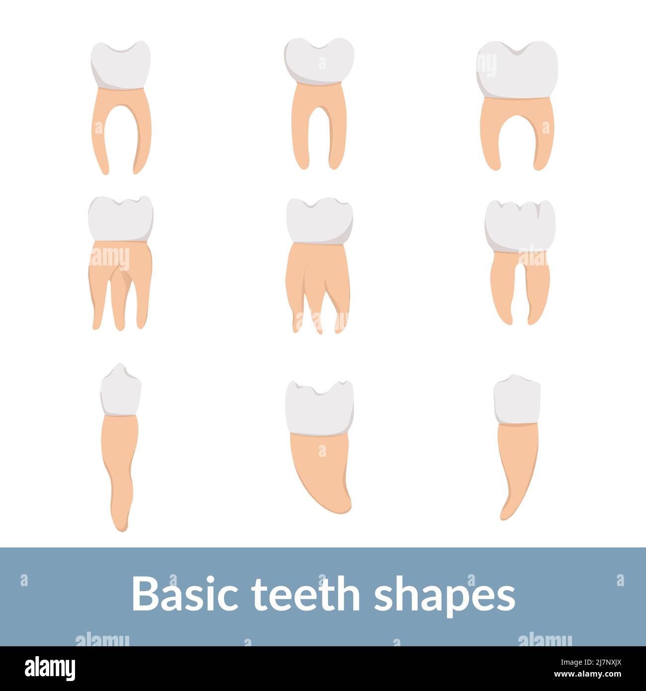 Types Of Teeth Shapes