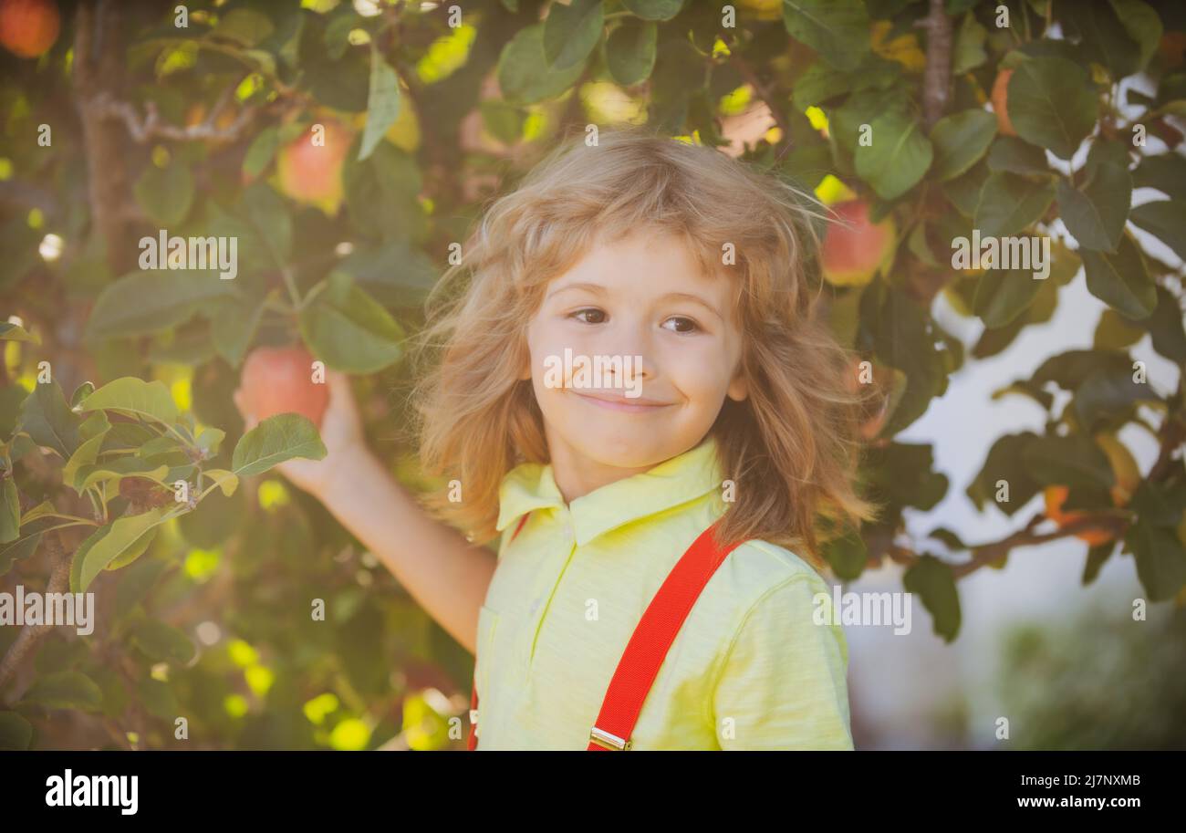 Child picking apples on backyard. Portrait kid boy in orchard apple ...