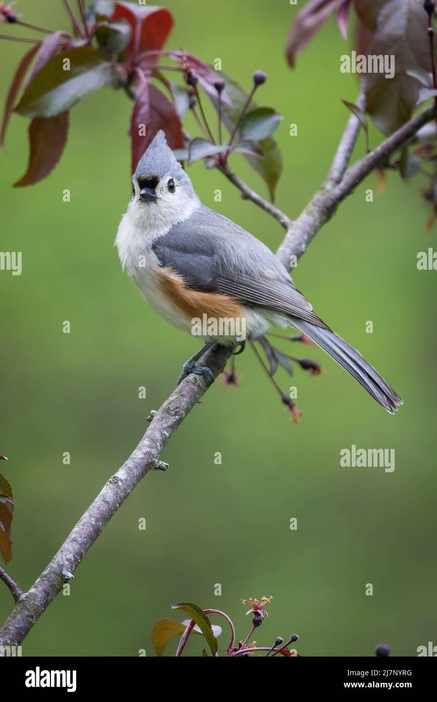 Titmouse with red leaves hi-res stock photography and images - Alamy