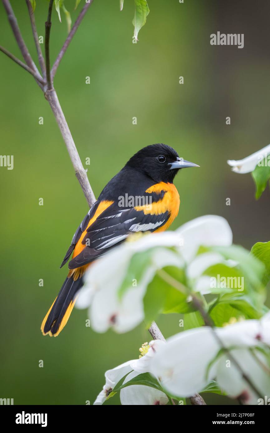 Baltimore oriole on white hi-res stock photography and images - Alamy